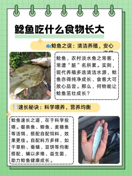 鲶鱼怎么养_鲶鱼养殖注意事项-第2张图片-山城妙识 鲶鱼怎么养_鲶鱼养殖注意事项-第2张图片-山城妙识