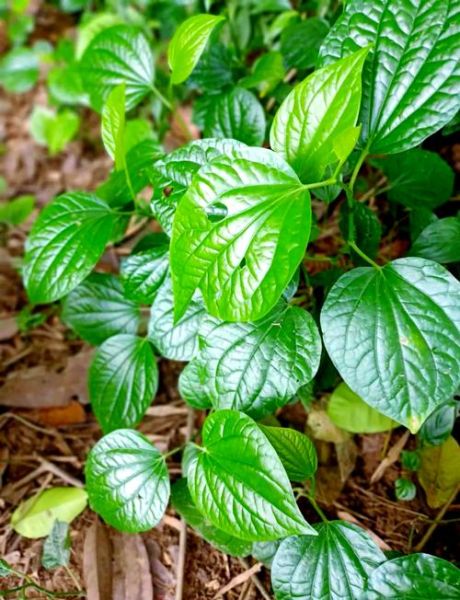 蒟蒻图片功效与作用_蒟蒻能减肥吗-第3张图片-山城妙识 蒟蒻图片功效与作用_蒟蒻能减肥吗-第3张图片-山城妙识