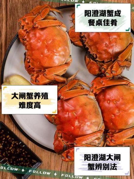 阳澄湖大闸蟹怎么挑选_阳澄湖大闸蟹什么时候最肥-第2张图片-山城妙识
