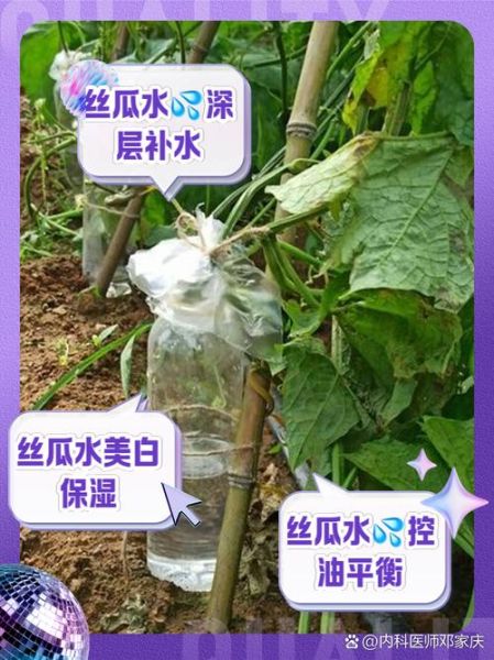 丝瓜水可以天天敷脸吗_丝瓜水的药用功效有哪些-第2张图片-山城妙识 丝瓜水可以天天敷脸吗_丝瓜水的药用功效有哪些-第2张图片-山城妙识