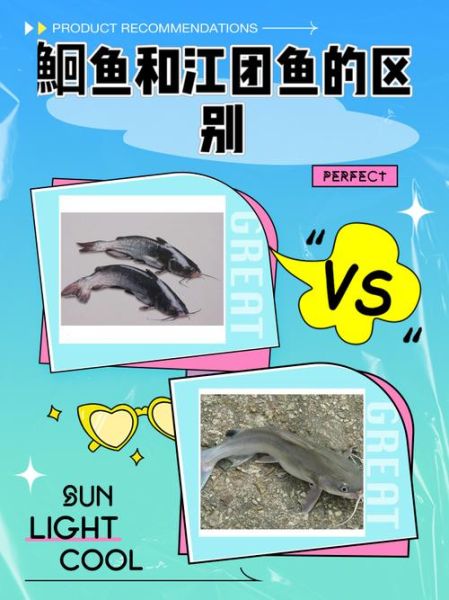 鮠怎么读_鮠鱼是什么鱼-第3张图片-山城妙识 鮠怎么读_鮠鱼是什么鱼-第3张图片-山城妙识