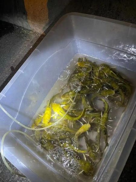 黄辣丁寄生虫多吗_怎么彻底去除-第2张图片-山城妙识