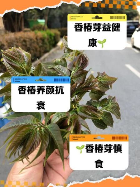 香椿会诱发哪些疾病_吃香椿中毒怎么办-第3张图片-山城妙识 香椿会诱发哪些疾病_吃香椿中毒怎么办-第3张图片-山城妙识