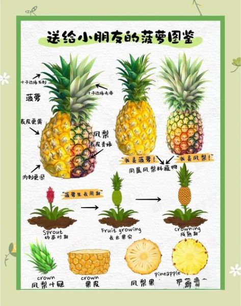 都乐菠萝是凤梨吗_凤梨和菠萝区别-第3张图片-山城妙识