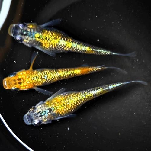 青鳉鱼怎么养_青鳉鱼能活多久-第3张图片-山城妙识