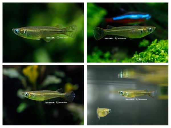 青鳉鱼怎么养_青鳉鱼能活多久-第1张图片-山城妙识