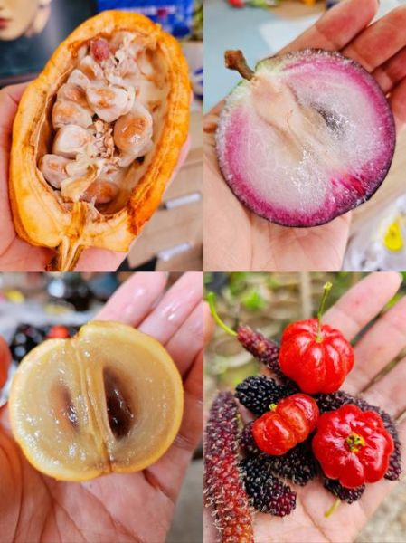 热带水果图片大全大图_热带水果有哪些种类-第3张图片-山城妙识