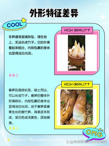 春笋和冬笋的区别_春笋和冬笋哪个更好吃-第2张图片-山城妙识 春笋和冬笋的区别_春笋和冬笋哪个更好吃-第2张图片-山城妙识