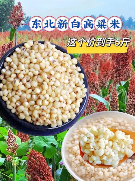 高粱米怎么煮_高粱米做法大全-第1张图片-山城妙识