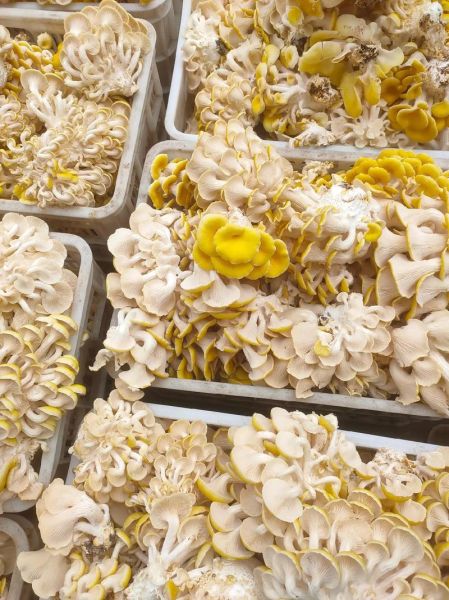 鸡油菌多少钱一斤_鸡油菌价格为什么波动大-第2张图片-山城妙识 鸡油菌多少钱一斤_鸡油菌价格为什么波动大-第2张图片-山城妙识