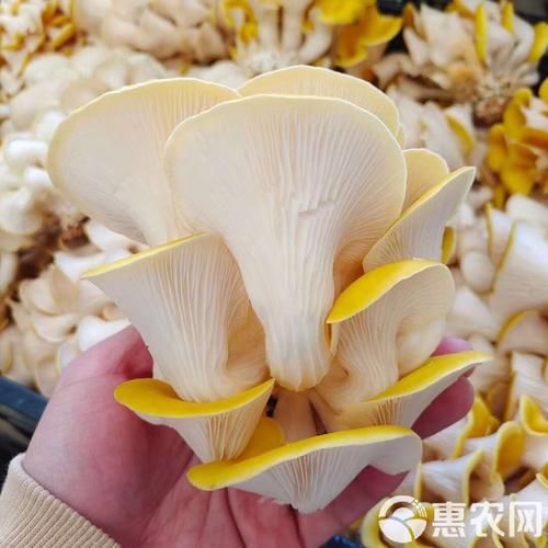 鸡油菌多少钱一斤_鸡油菌价格为什么波动大-第3张图片-山城妙识 鸡油菌多少钱一斤_鸡油菌价格为什么波动大-第3张图片-山城妙识