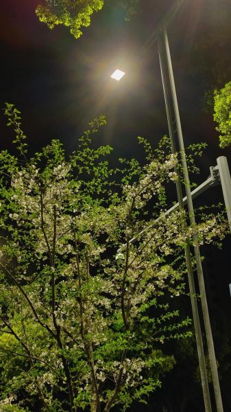 海棠花未眠_为什么海棠花晚上不闭合-第3张图片-山城妙识 海棠花未眠_为什么海棠花晚上不闭合-第3张图片-山城妙识