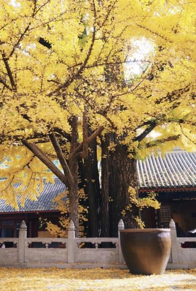 女士去红螺寺注意事项_女生去红螺寺穿什么衣服-第1张图片-山城妙识 女士去红螺寺注意事项_女生去红螺寺穿什么衣服-第1张图片-山城妙识