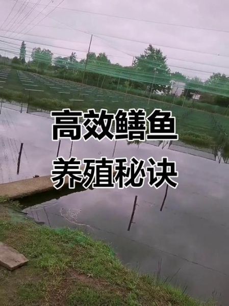 鳝鱼养殖技术视频_鳝鱼养殖注意事项-第3张图片-山城妙识 鳝鱼养殖技术视频_鳝鱼养殖注意事项-第3张图片-山城妙识