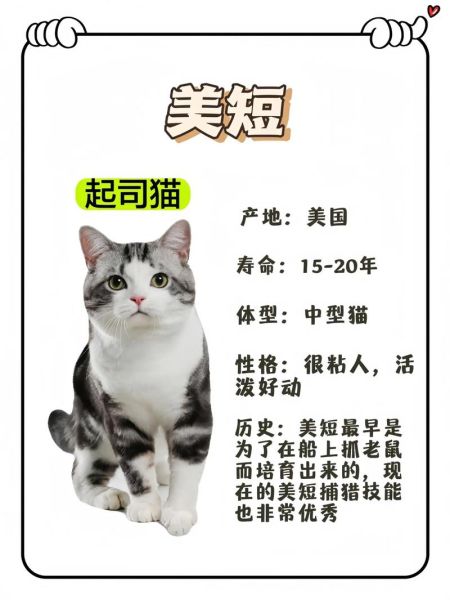起司猫是什么猫配出来的_起司猫品种来源-第1张图片-山城妙识