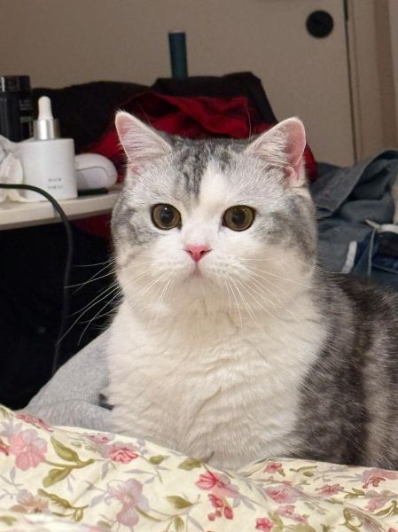 起司猫是什么猫配出来的_起司猫品种来源-第3张图片-山城妙识