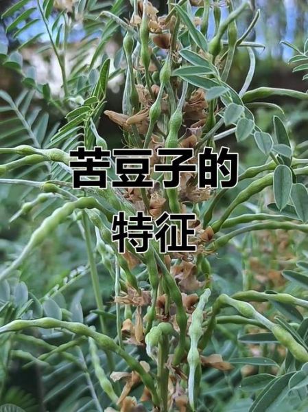 苦豆子图片_苦豆子长什么样-第1张图片-山城妙识 苦豆子图片_苦豆子长什么样-第1张图片-山城妙识