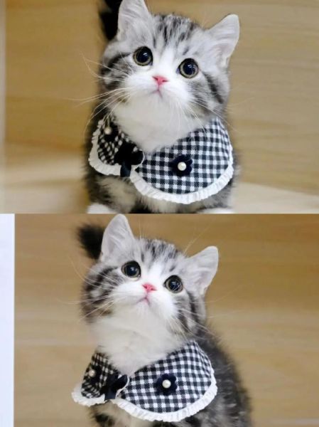 起司猫是什么猫配出来的_起司猫品种来源-第2张图片-山城妙识