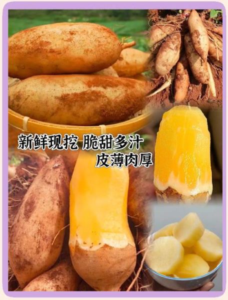 雪莲果怎么吃好吃_雪莲果的正确吃法-第1张图片-山城妙识 雪莲果怎么吃好吃_雪莲果的正确吃法-第1张图片-山城妙识