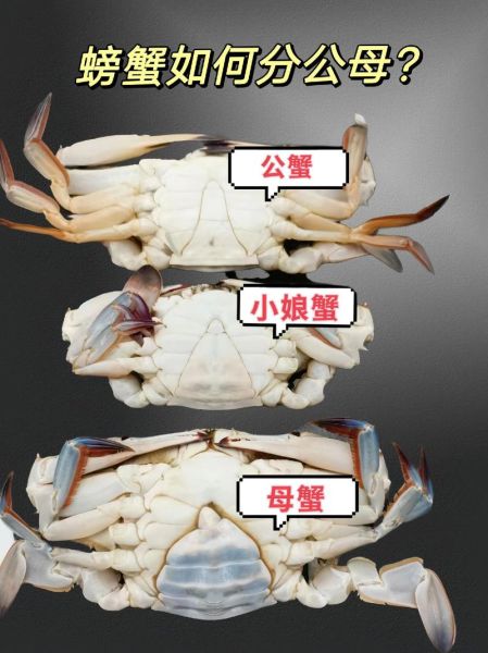螃蟹种类图片大全_如何区分常见蟹类-第3张图片-山城妙识