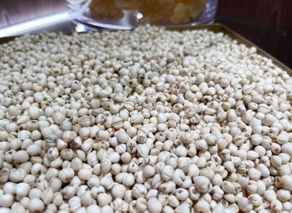 贝母治什么病最有效_川贝母与浙贝母区别-第3张图片-山城妙识 贝母治什么病最有效_川贝母与浙贝母区别-第3张图片-山城妙识