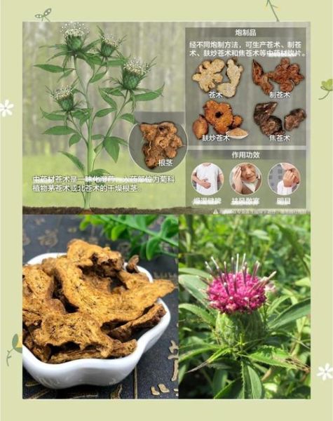 苍术的功效与作用_苍术主治什么病-第2张图片-山城妙识 苍术的功效与作用_苍术主治什么病-第2张图片-山城妙识