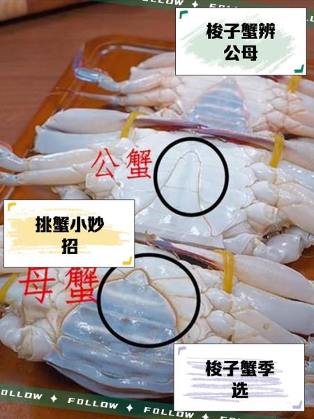 石头蟹怎么区分_石头蟹和梭子蟹的区别-第1张图片-山城妙识 石头蟹怎么区分_石头蟹和梭子蟹的区别-第1张图片-山城妙识