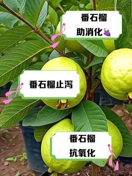 石榴对身体有什么好处_石榴的功效与作用-第1张图片-山城妙识 石榴对身体有什么好处_石榴的功效与作用-第1张图片-山城妙识