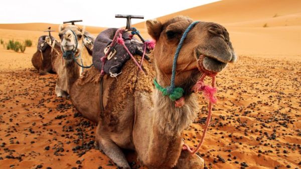 骆驼图片怎么拍_沙漠骆驼高清壁纸哪里找-第2张图片-山城妙识 骆驼图片怎么拍_沙漠骆驼高清壁纸哪里找-第2张图片-山城妙识