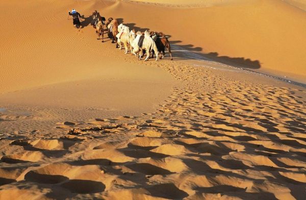 骆驼图片怎么拍_沙漠骆驼高清壁纸哪里找-第1张图片-山城妙识 骆驼图片怎么拍_沙漠骆驼高清壁纸哪里找-第1张图片-山城妙识