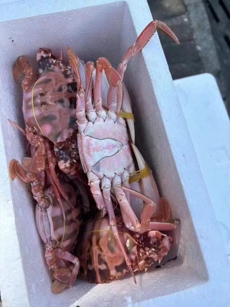 花蟹多少钱一斤2021_花蟹价格走势-第1张图片-山城妙识 花蟹多少钱一斤2021_花蟹价格走势-第1张图片-山城妙识