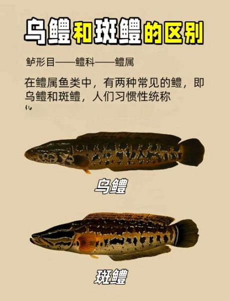 蛇鱼和黑鱼是一种鱼吗_区别与联系全解析-第1张图片-山城妙识 蛇鱼和黑鱼是一种鱼吗_区别与联系全解析-第1张图片-山城妙识