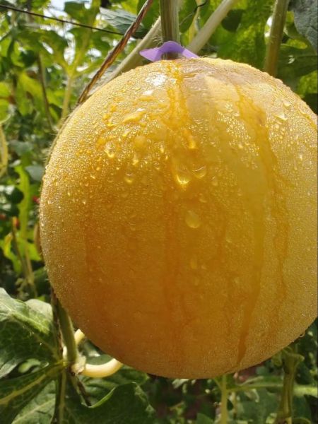 黄金瓜产地在哪里_黄金瓜哪里最正宗-第1张图片-山城妙识