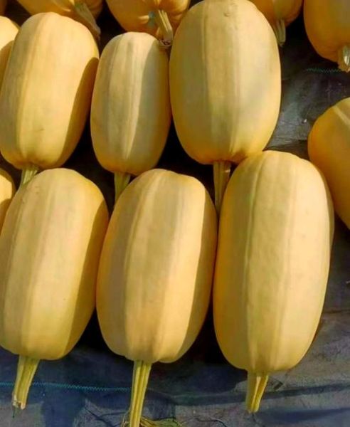 黄金瓜产地在哪里_黄金瓜哪里最正宗-第3张图片-山城妙识