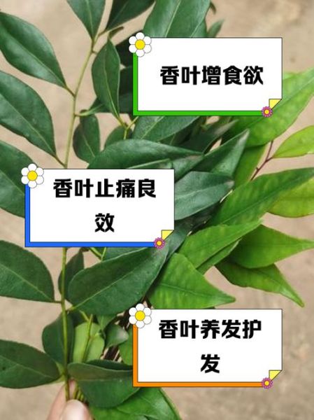 香叶的功效与作用及禁忌_孕妇能吃香叶吗-第1张图片-山城妙识