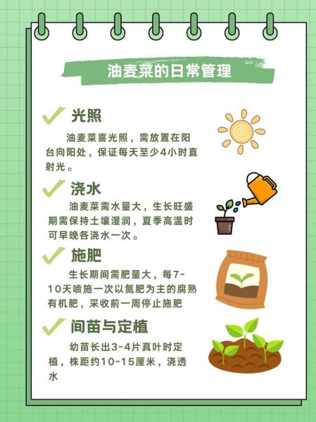 油麦菜图片大全_油麦菜怎么挑选-第1张图片-山城妙识