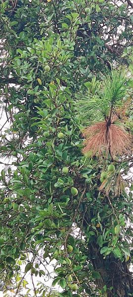 霹雳果凉粉怎么做_霹雳果凉粉要煮多久-第1张图片-山城妙识