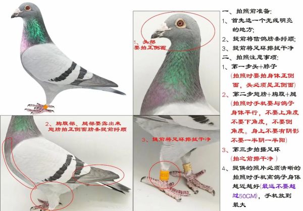 鸽子图片大全大图高清_如何挑选无水印原图-第2张图片-山城妙识 鸽子图片大全大图高清_如何挑选无水印原图-第2张图片-山城妙识