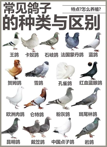 鸽子图片大全大图高清_如何挑选无水印原图-第1张图片-山城妙识 鸽子图片大全大图高清_如何挑选无水印原图-第1张图片-山城妙识