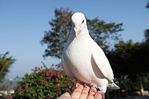 鸽子图片大全大图高清_如何挑选无水印原图-第3张图片-山城妙识 鸽子图片大全大图高清_如何挑选无水印原图-第3张图片-山城妙识