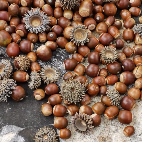 橡子是什么树的果实_橡子能吃吗-第1张图片-山城妙识 橡子是什么树的果实_橡子能吃吗-第1张图片-山城妙识