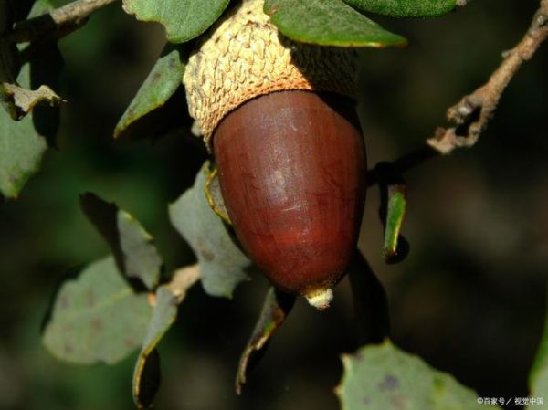 橡子是什么树的果实_橡子能吃吗-第3张图片-山城妙识 橡子是什么树的果实_橡子能吃吗-第3张图片-山城妙识