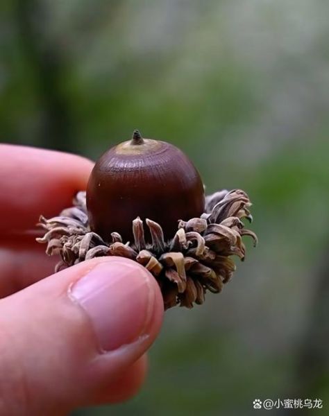 橡子是什么树的果实_橡子能吃吗-第2张图片-山城妙识 橡子是什么树的果实_橡子能吃吗-第2张图片-山城妙识