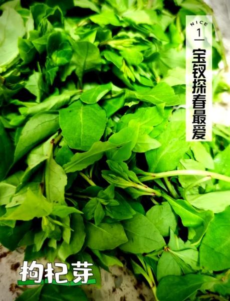 枸杞芽菜怎么做好吃_枸杞芽菜的做法大全-第1张图片-山城妙识