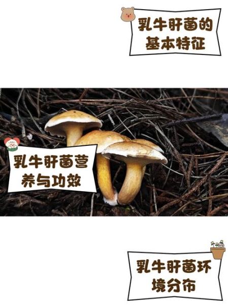 牛肝菌的功效与禁忌_什么人不能吃牛肝菌-第3张图片-山城妙识 牛肝菌的功效与禁忌_什么人不能吃牛肝菌-第3张图片-山城妙识