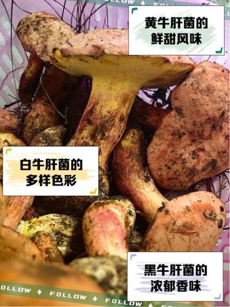 牛肝菌的功效与禁忌_什么人不能吃牛肝菌-第1张图片-山城妙识 牛肝菌的功效与禁忌_什么人不能吃牛肝菌-第1张图片-山城妙识