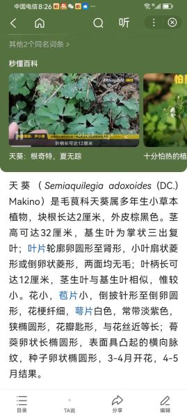 天葵血是什么_天葵血异常怎么办-第1张图片-山城妙识