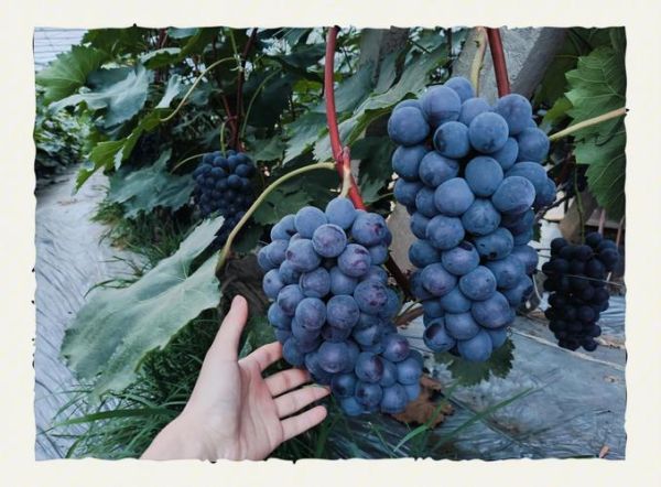 晚上想吃你的黑葡萄_是什么梗-第1张图片-山城妙识