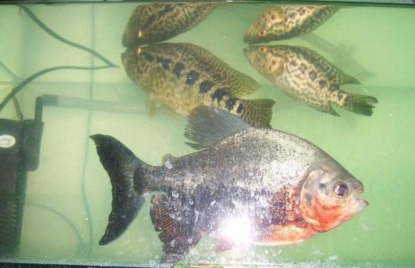 食人鲳怎么养_食人鲳咬人吗-第2张图片-山城妙识