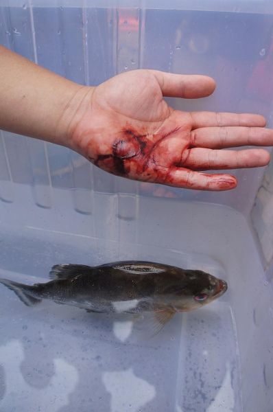 食人鲳怎么养_食人鲳咬人吗-第1张图片-山城妙识